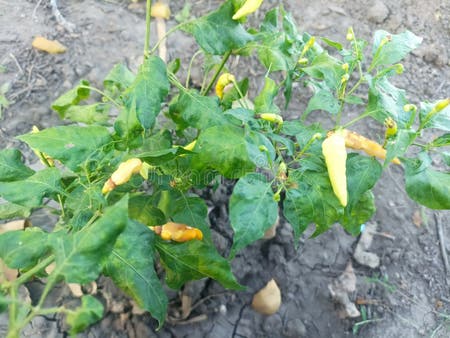 Chili Plant Infested by Fruit Flies Stock Image - Image of infested ...