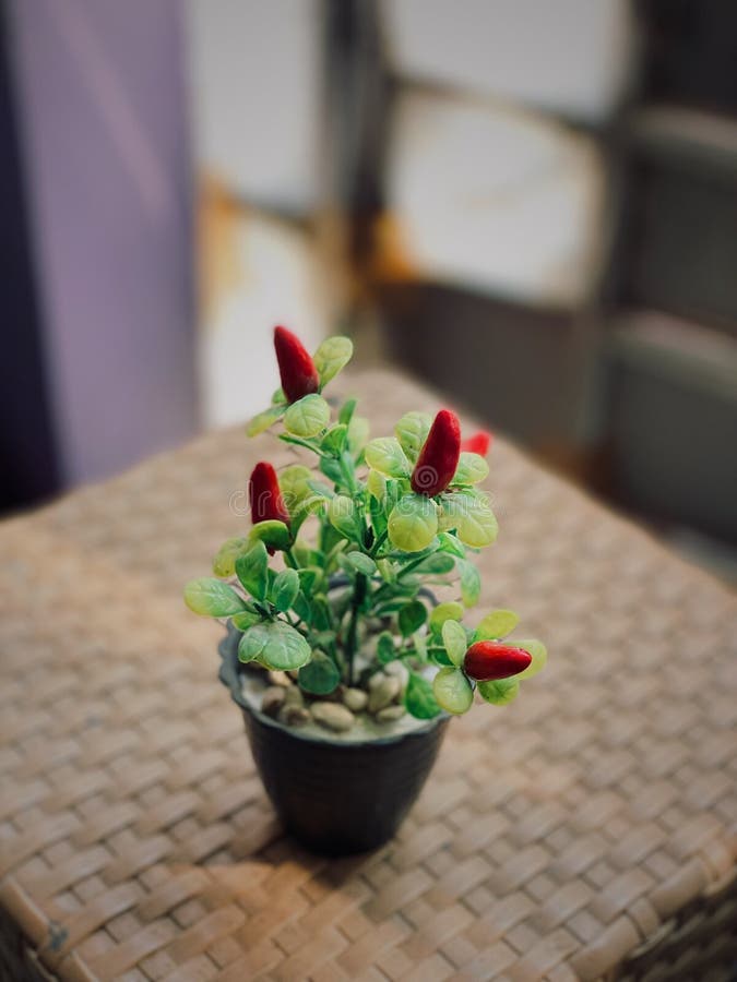 Chili plant stock image. Image of plant, chili, plastic - 308013497