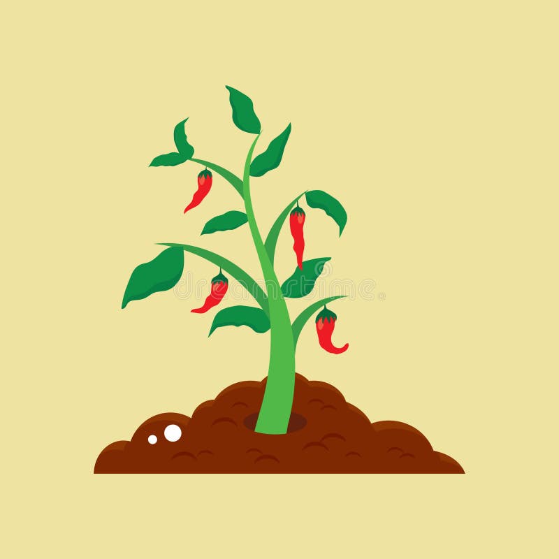 Chili plant vector design stock vector. Illustration of farmer - 140186984