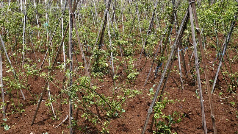 Chili Agriculture Using Sturdy Bamboo Support Structures Stock Photo ...