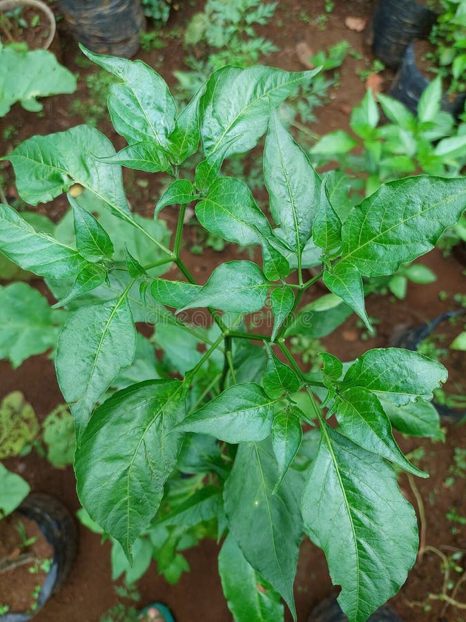 Chili plants Capsicum sp stock image. Image of capsicum - 346896711