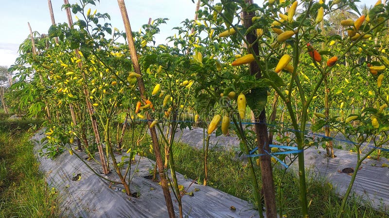 Chili plants in the field stock image. Image of green - 361312573