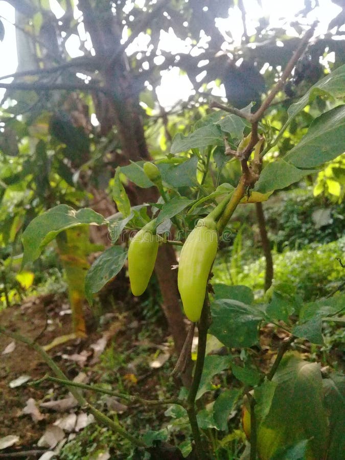 Chili Plants are Green and Young Stock Photo - Image of plants, garden ...