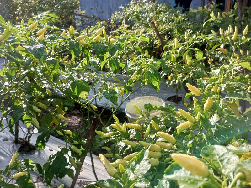 Chili Plants that Grow Thickly Stock Image - Image of fertile, chili ...