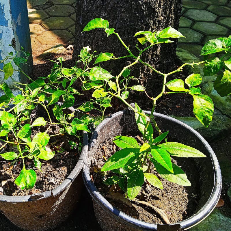 Chill plants in december stock photo. Image of plants - 225652682