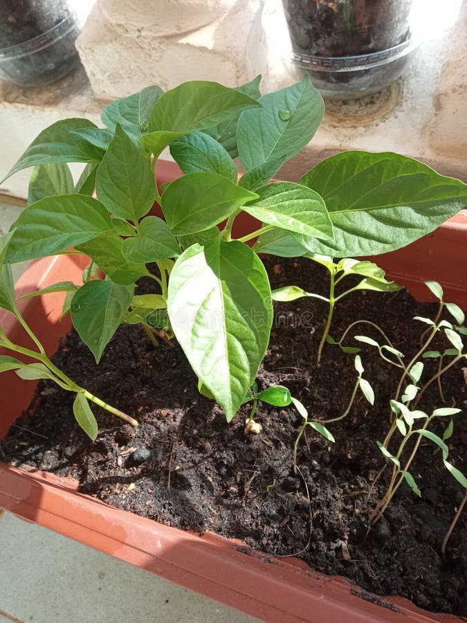 Chili plants in a pot stock image. Image of natural - 303561695