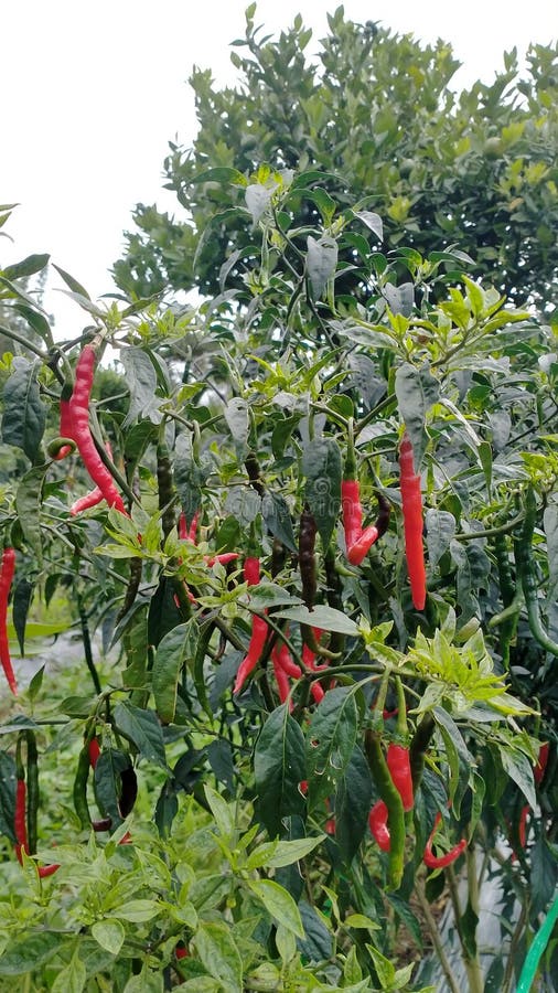 Chili Plants Ready To Be Harvested Stock Photo - Image of plantation ...