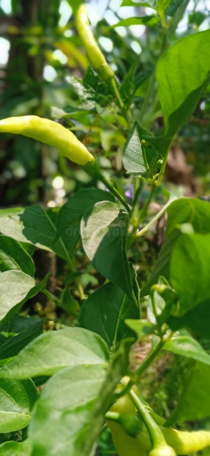 Chili Plants are Still Young, with a Very Fresh Green Color Stock Photo ...