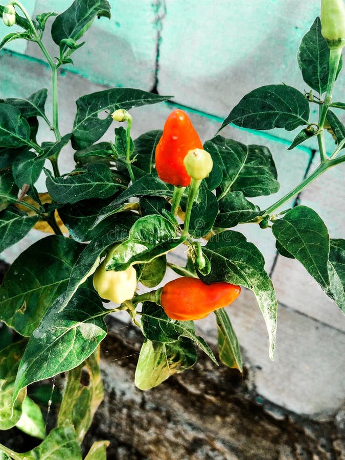 Chili plants in the wordl stock photo. Image of tree - 291137578
