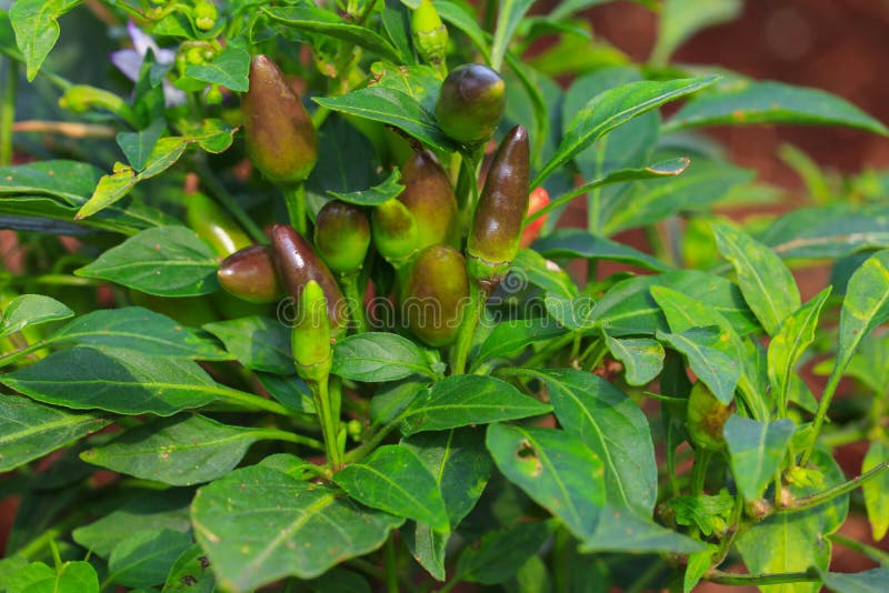 Chili Purple and Green on Tree the Garden. Stock Image - Image of green ...