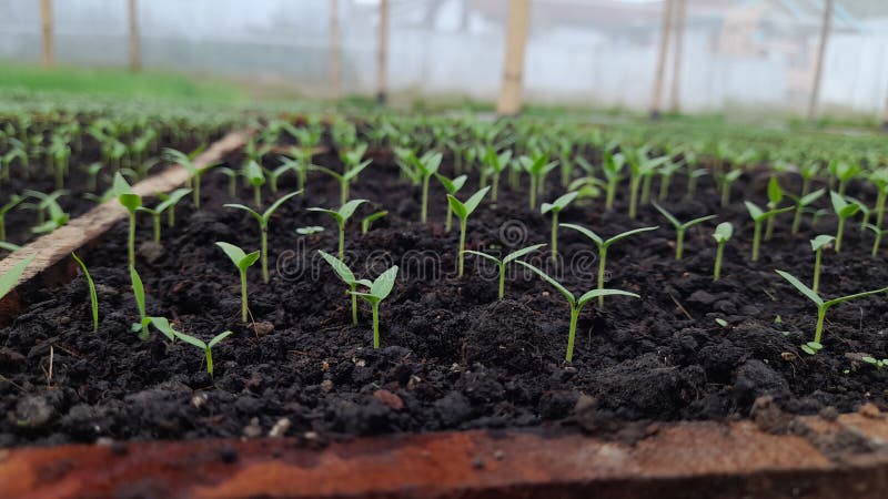 Chili Seed Growth on Day 13 Stock Photo - Image of plant, soil: 266173928