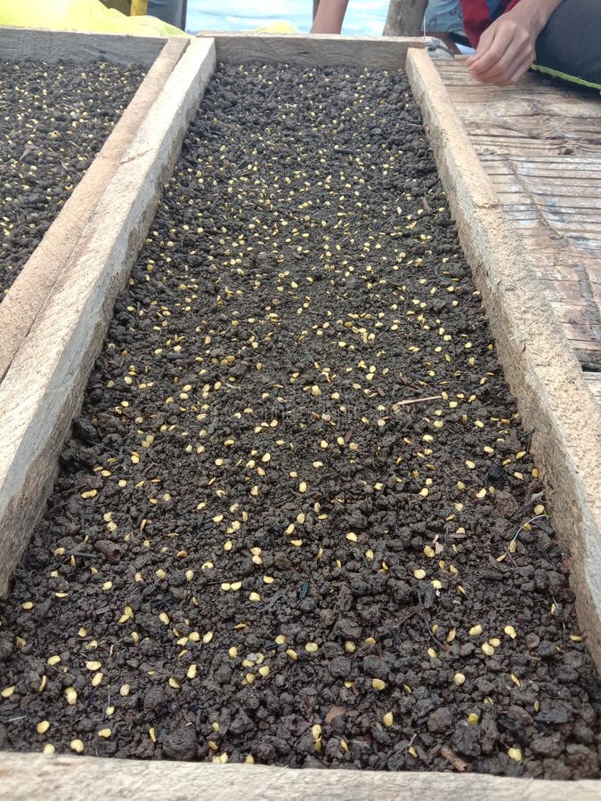 Chili Seedplant Seed Tropical Black Stock Image - Image of tropical ...