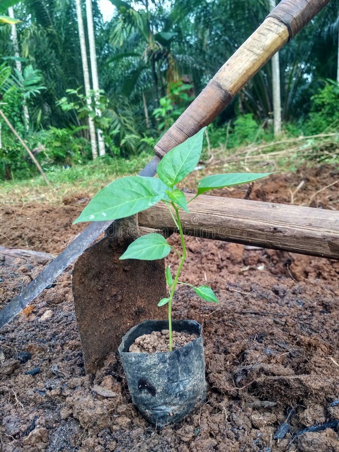 Chili Seeds and Planting Tools Stock Photo - Image of planting, shrub ...