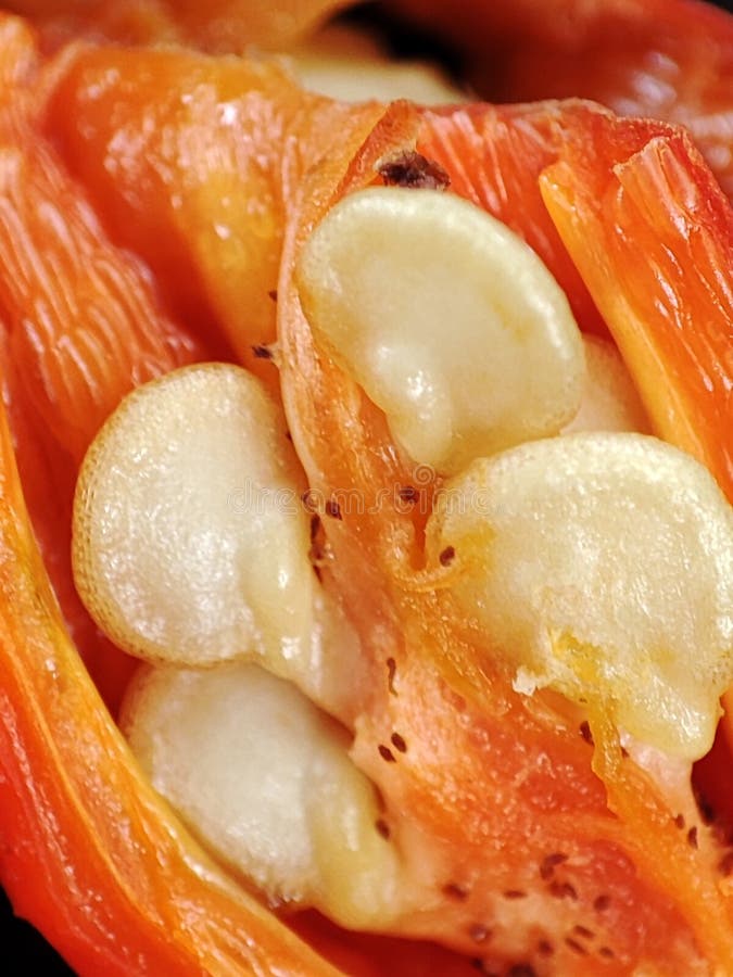 Chili Seeds Spicy Red Micro Makro Superfeiiphotos Stock Photo - Image ...