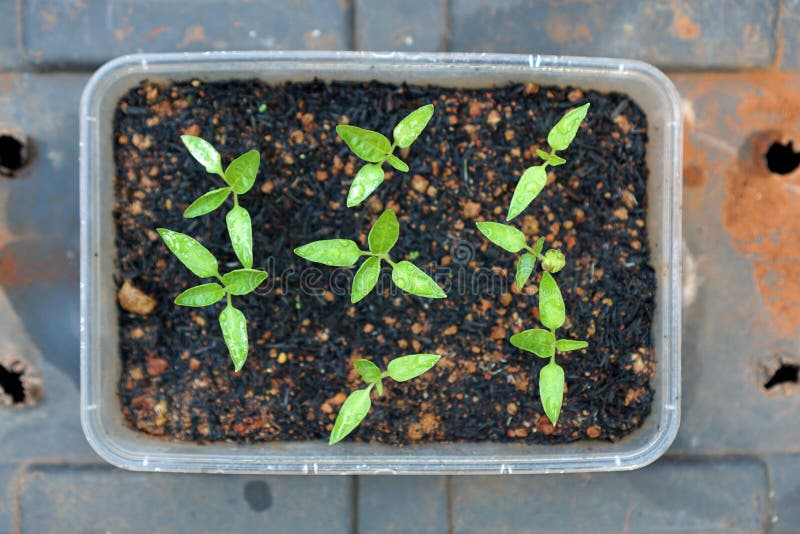 Chili Seeds that are Starting To Sprout Stock Image - Image of ...
