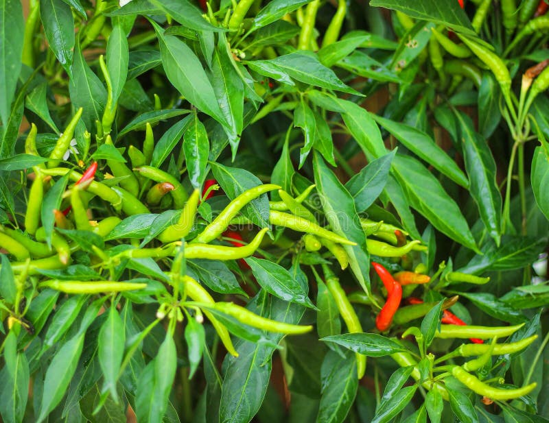 Chili Spur Pepper or Capsicum Annuum Hanging on Tree with Water Drops ...
