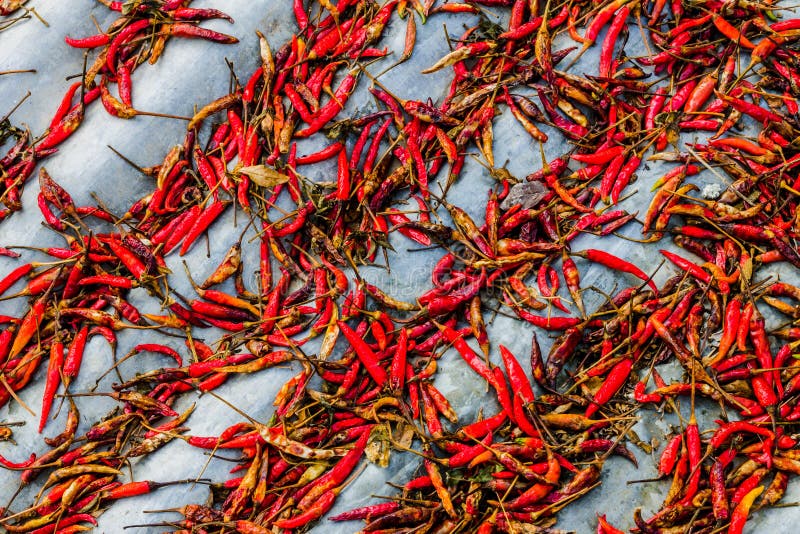 Chili stock image. Image of spice, healthy, isolated - 49020127