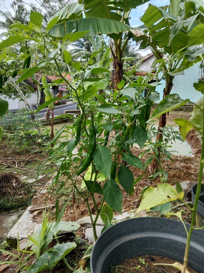 This is a Chili Tree that is Already Bearing Fruit Stock Photo - Image ...
