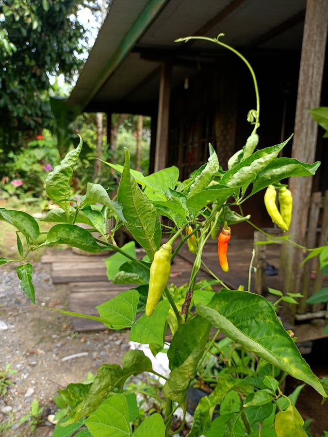 This is a Chili Tree that is Bearing Fruit Stock Photo - Image of ...