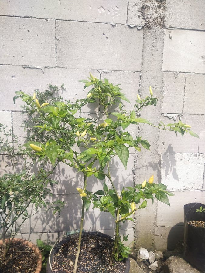 The Chili Tree Bears Heavy Fruit Stock Photo - Image of green, chili ...