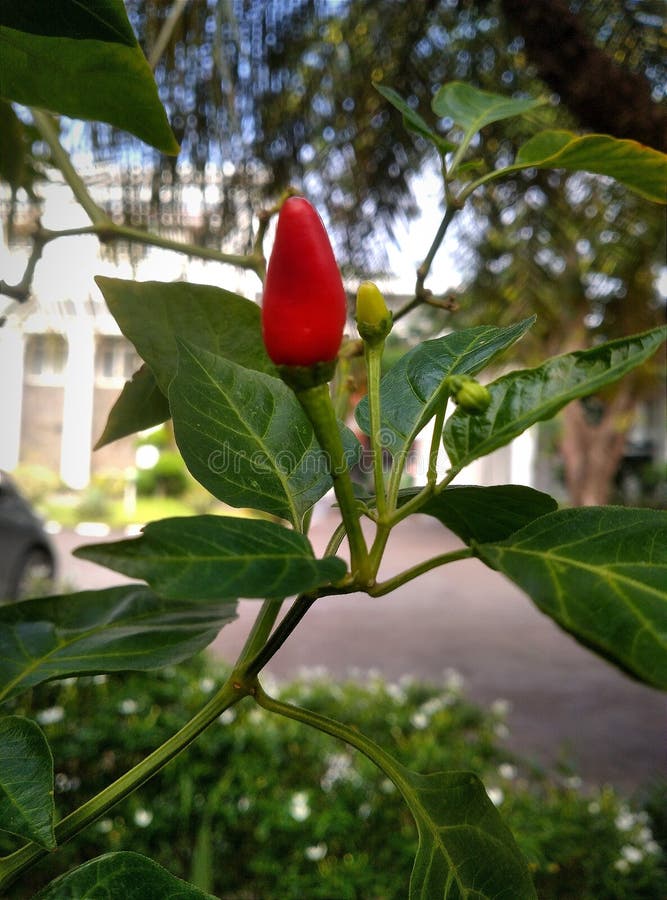 A Chili Tree that only Bears One Fruit Stock Image - Image of blossom ...