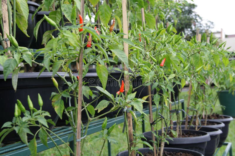 Chili Tree stock photo. Image of agriculture, chili, ripe - 89032778