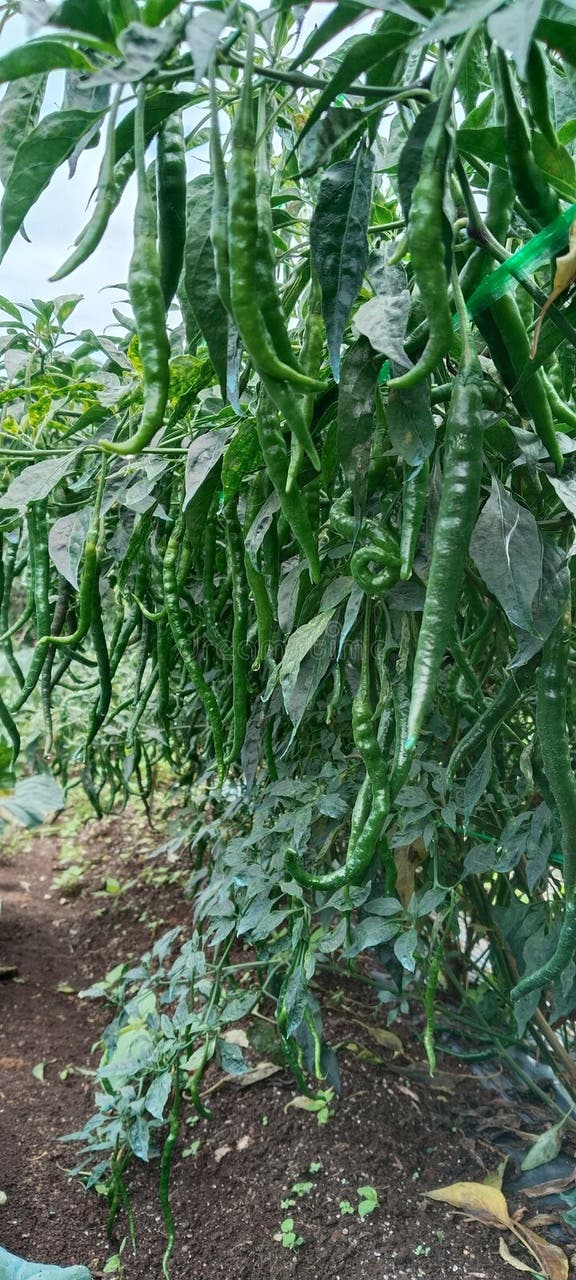 Chili tree stock image. Image of green, soil, produce - 332189361