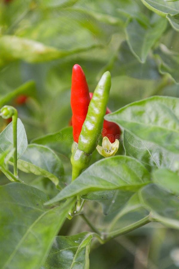 Chili tree stock image. Image of fresh, nature, healthy - 61887807