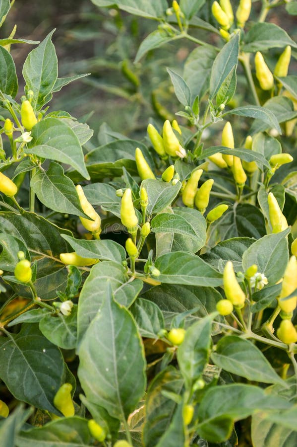 Chili tree stock photo. Image of garden, green, tree - 57483228