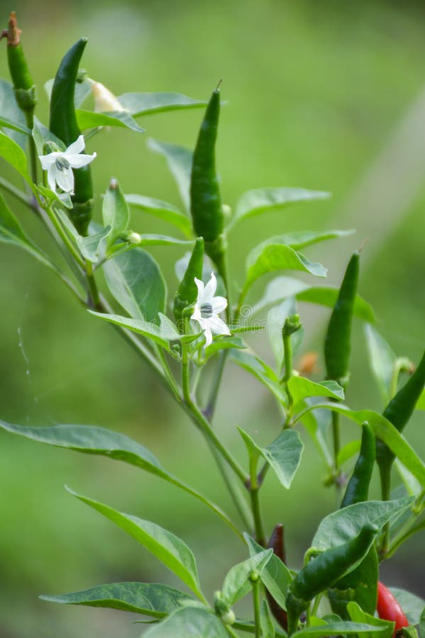 Chili tree stock photo. Image of organic, herbal, herb - 60670112