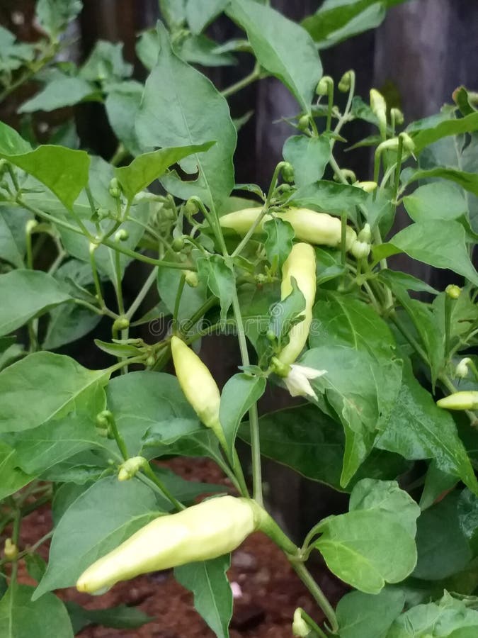 Chili Tree in the Garden Near the House Stock Photo - Image of house ...