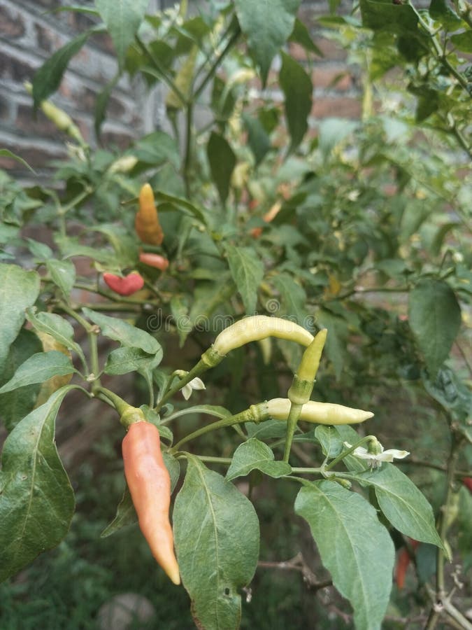 Chili Tree at the garden stock image. Image of tree - 370465379