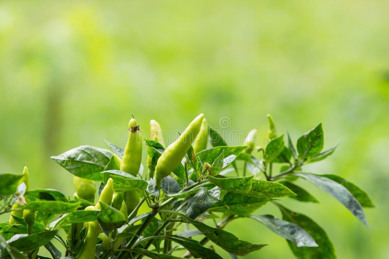 Chili tree stock image. Image of chilli, growing, thegreen - 57074859