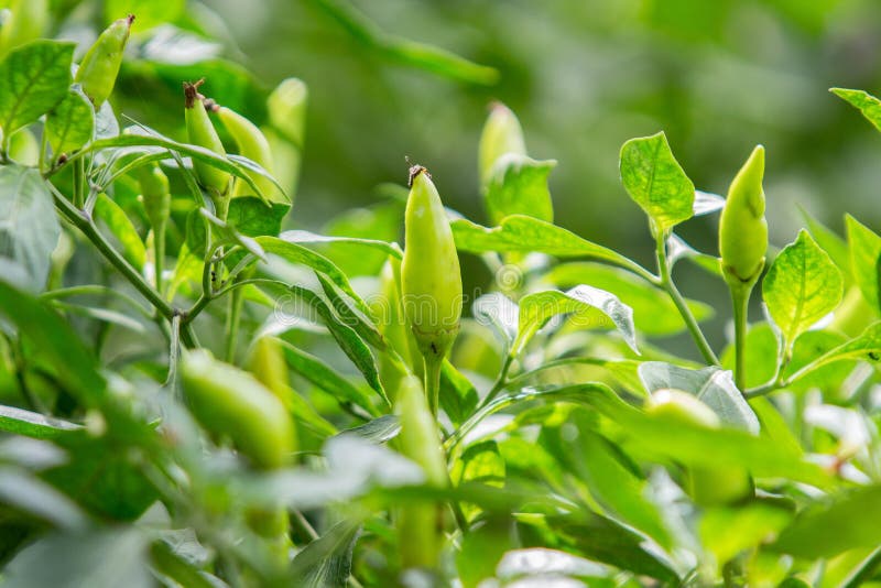 Chili tree stock image. Image of tree, nature, vegetable - 57075009
