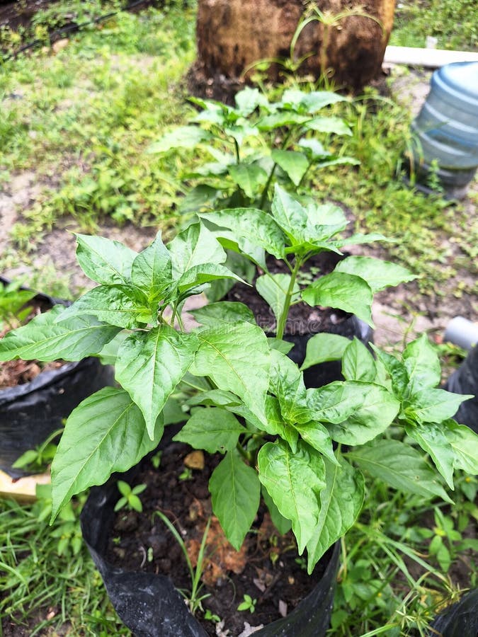 Chili Tree Grow Up so Big in Garden Stock Image - Image of chili, tree ...