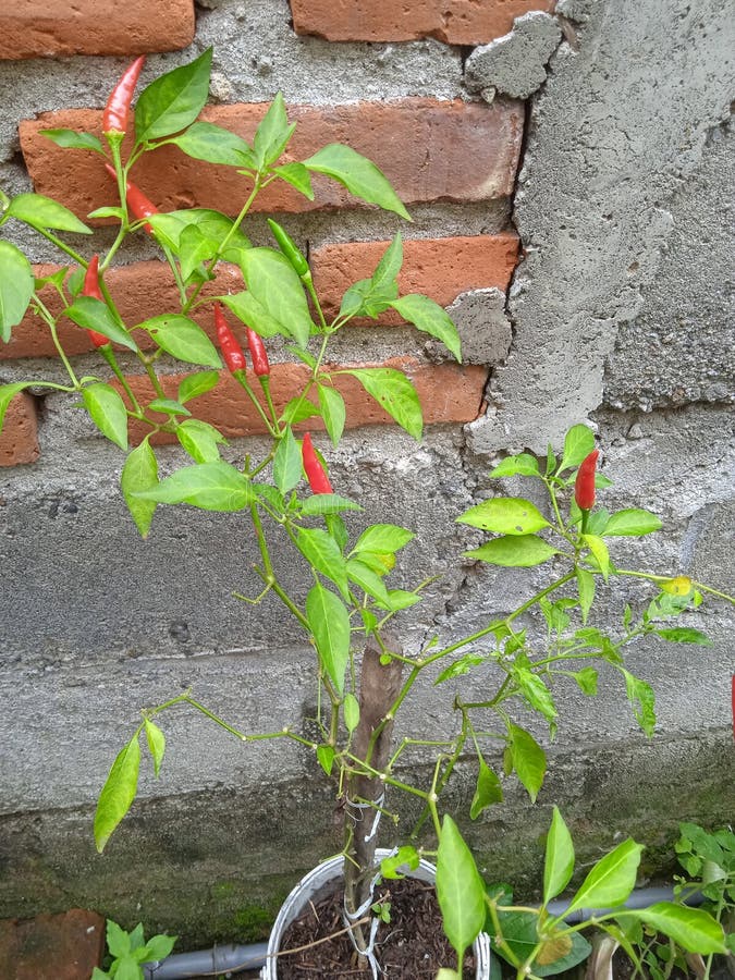 Chili Tree that Has Shown Its Fruit Stock Image - Image of fruit, chili ...