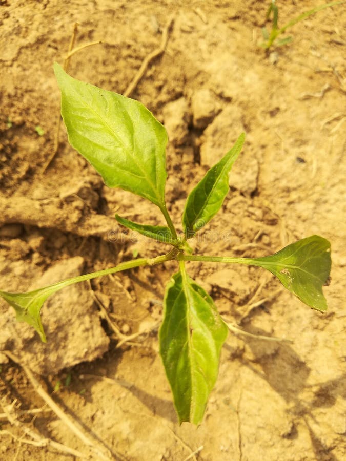 Lonka Stock Photos - Free & Royalty-Free Stock Photos from Dreamstime