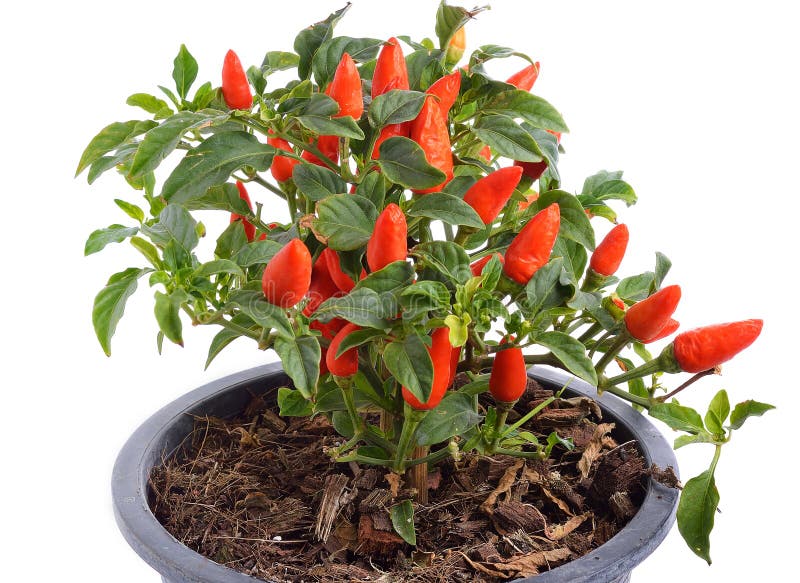 Chili Tree Isolated on Whitebackground Stock Photo - Image of colorful ...