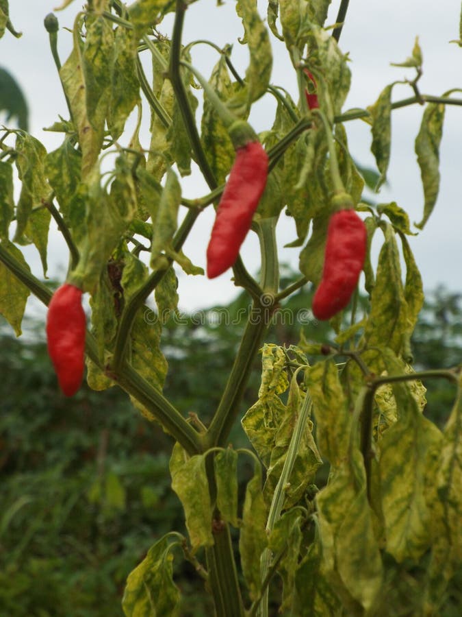 Chili Tree and Its Dried Fruit Stock Photo - Image of tree, dried ...