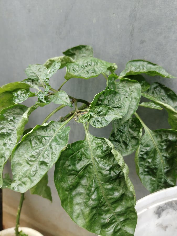 The Chili Tree Leaves in Front of the House. Stock Image - Image of ...