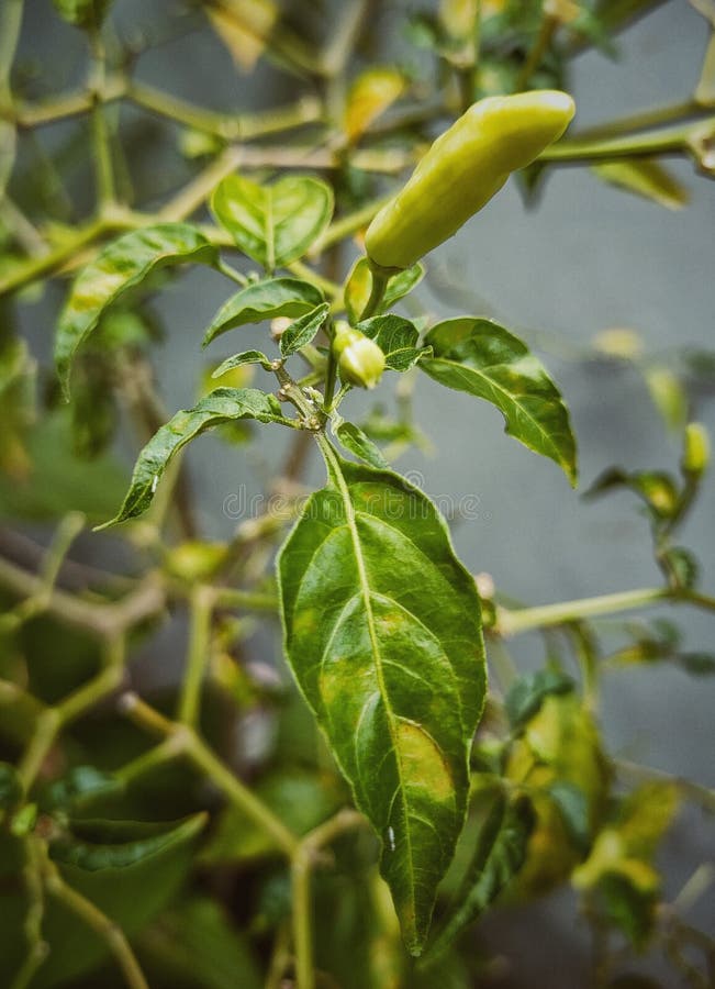 Chili Tree with Leaves and One Chilli Stock Photo - Image of fruit ...
