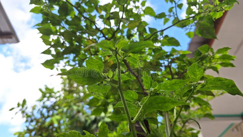 Chili tree from low angle stock photo. Image of evergreen - 282283182