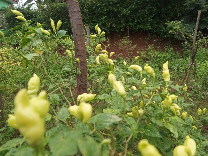 Chili tree on my home yard stock photo. Image of garden - 353275164