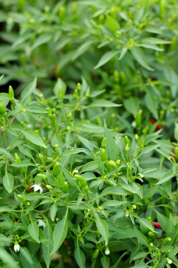 Chili on Tree in the Nature Stock Image - Image of scene, pepper: 47074069