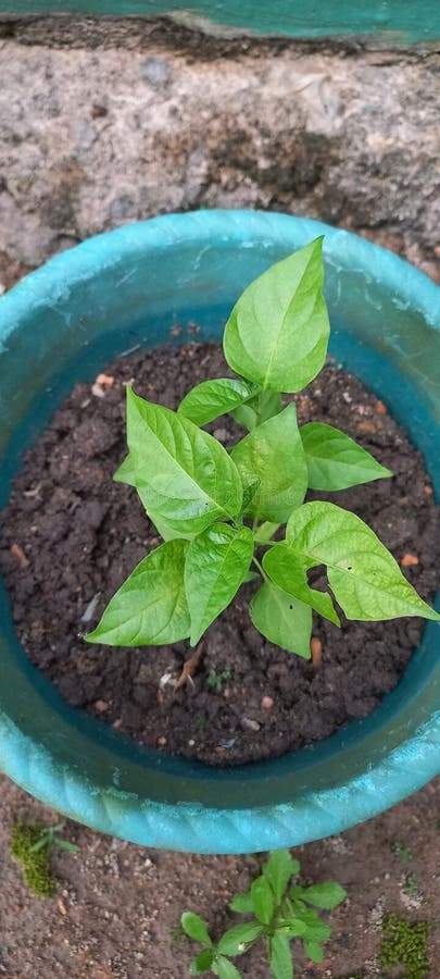 Chili Tree in pot stock photo. Image of plant, chili - 269848364