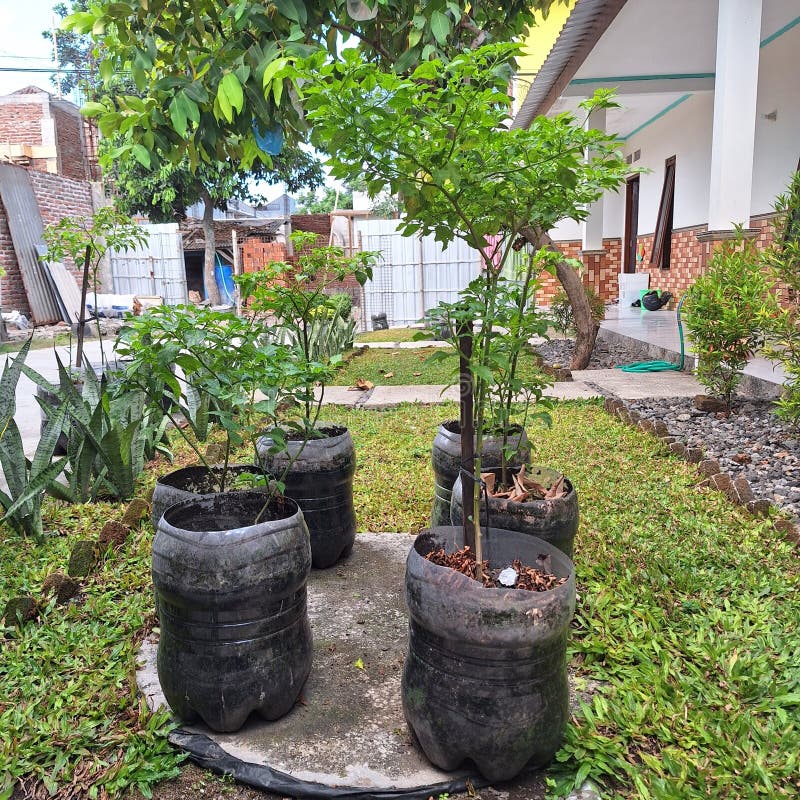 222 Tree Gallon Stock Photos - Free & Royalty-Free Stock Photos from ...