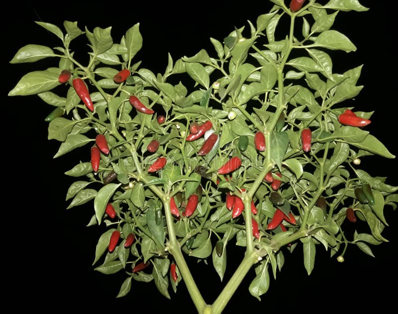 Chili tree. red chili stock image. Image of spicy, redchili - 182269297