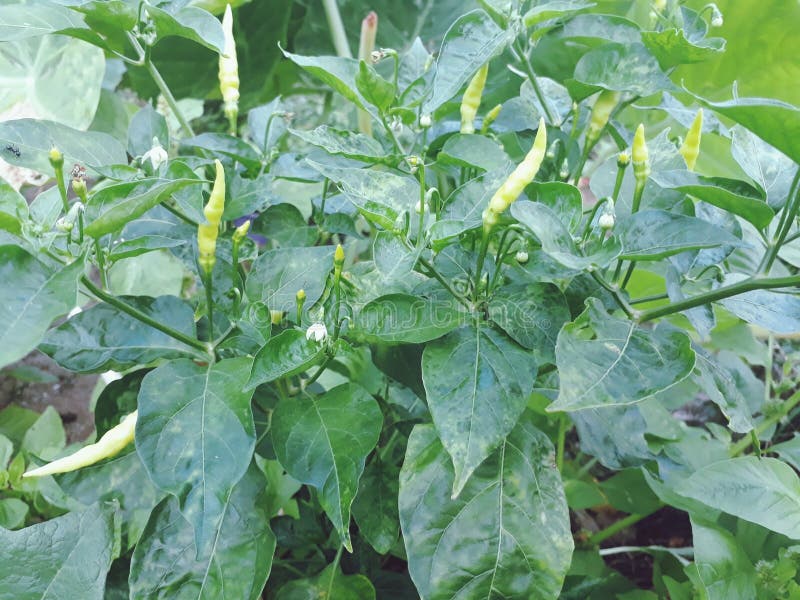 Chili tree stock image. Image of chii, chili, green - 137713141