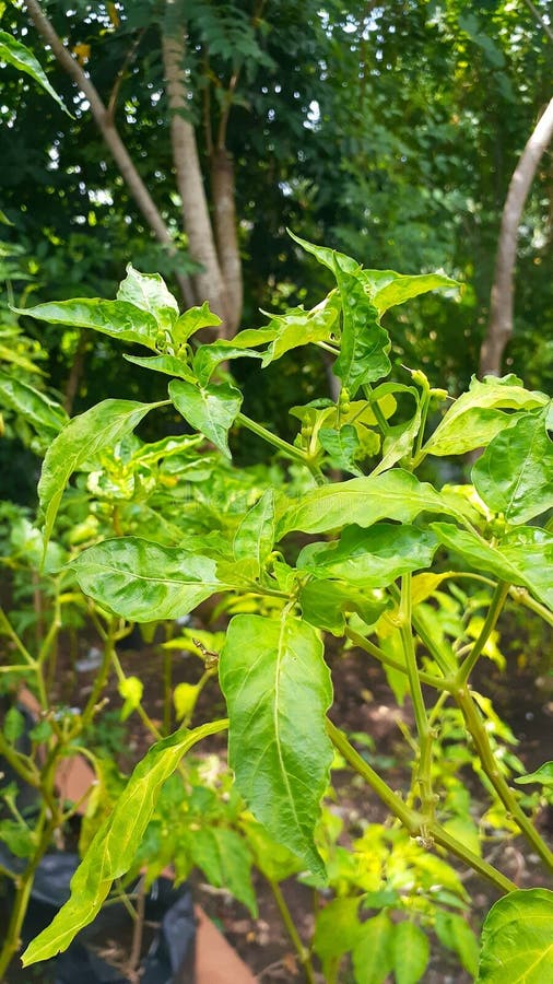 Chili Tree with Some Chilies Growing Stock Image - Image of chili, tree ...