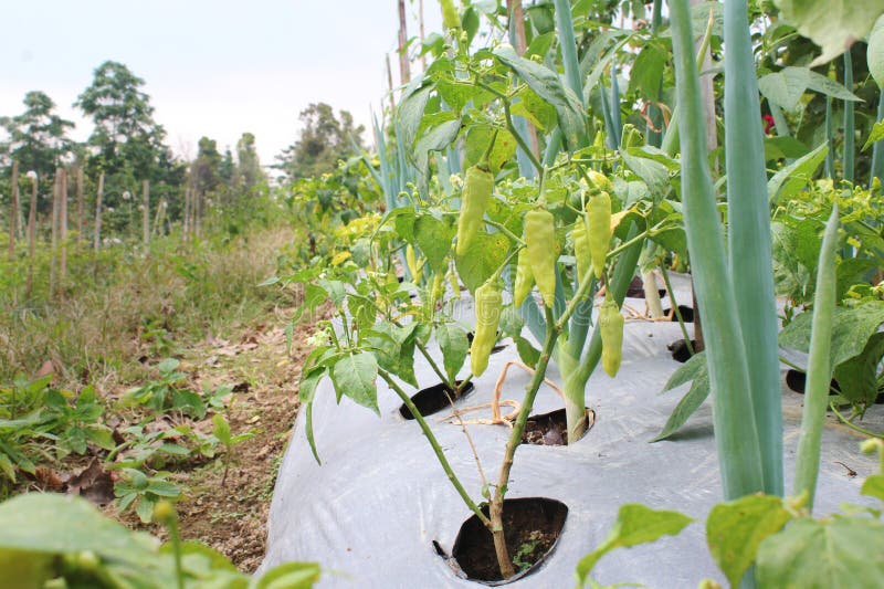 Chili Tree beside Spring Onion Growing in a Field Stock Image - Image ...
